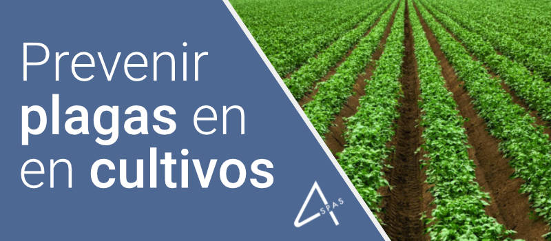 ᐈ Cómo Prevenir Las Plagas En Los Cultivos Plagas